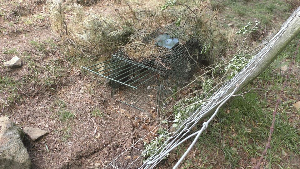 RSPCA wildlife crime investigation on land owned by the National Trust ...