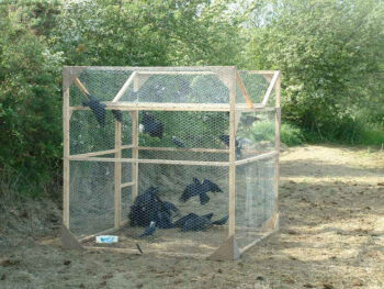 Against Corvid Traps - Against Corvid Traps